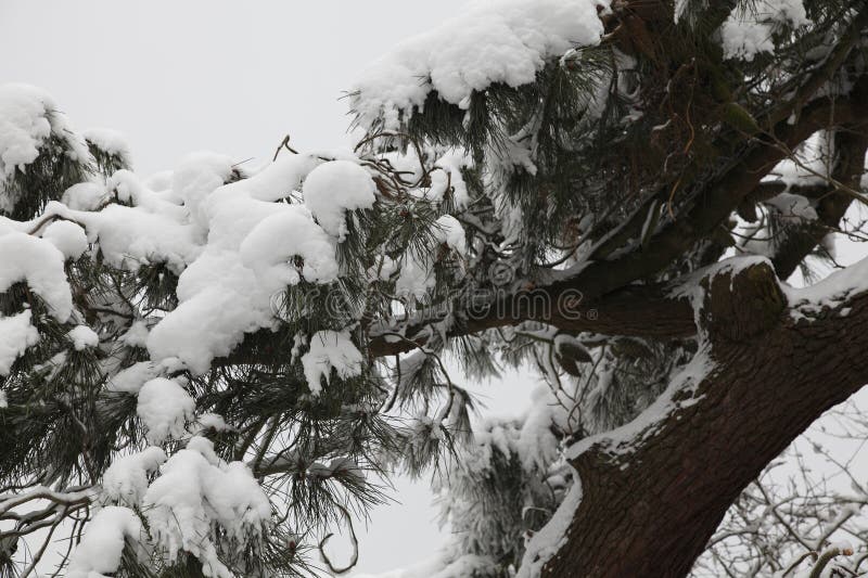 Detail of Pine Tree Brunch Covered with Snow. Stock Photo - Image of ...