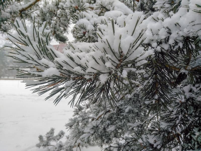 Pine Tree Covered with Snow Stock Photo - Image of beautiful, winter ...