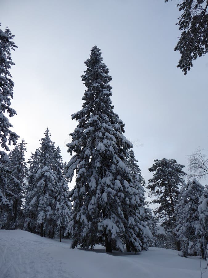 Pine Tree Covered in Snow in Finland. Stock Photo - Image of snow ...