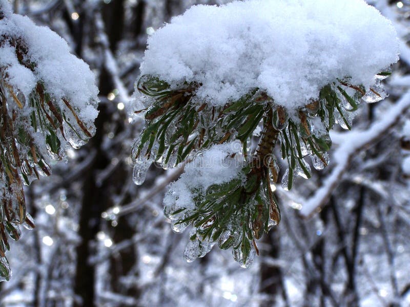 Pine Tree Covered with Snow and Ice Stock Image - Image of pine, branch ...