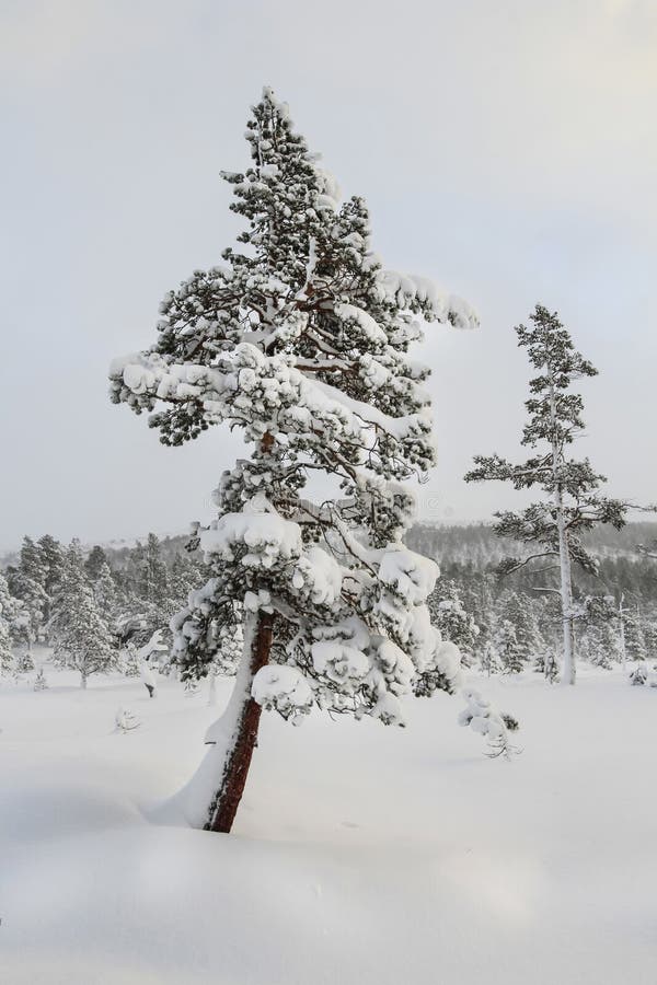 Pine Tree Covered with Snow Stock Image - Image of winter, pine: 64331905