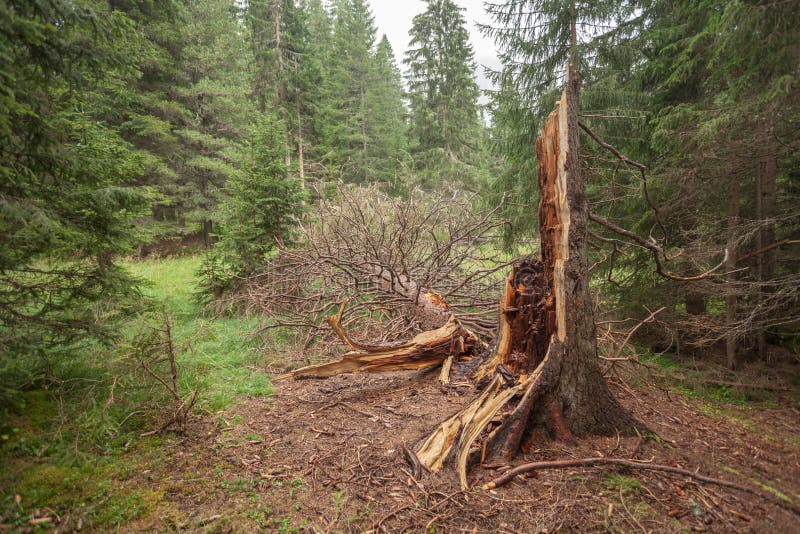 A Pine Tree Crashed on the Ground by the Wind Inside the Forest Stock ...