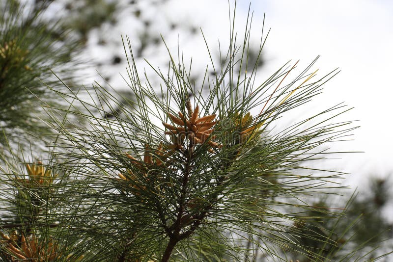 Pine tree crowns stock photo. Image of native, botany - 222072454