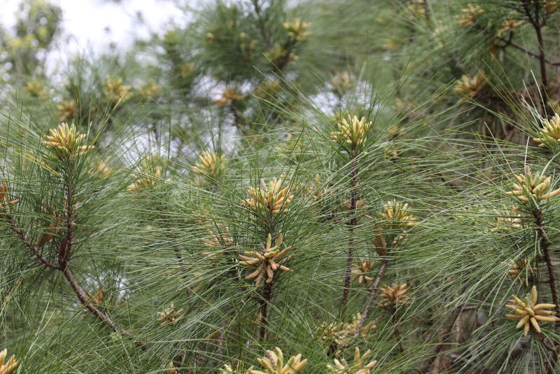 Pine tree crowns stock photo. Image of longleaf, growth - 222072460