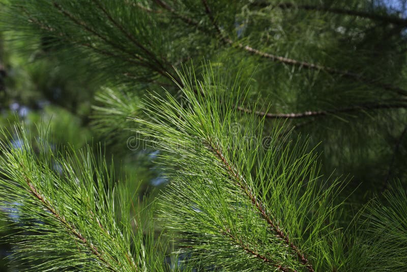 Pine tree crowns stock photo. Image of longleaf, crowns - 222072478