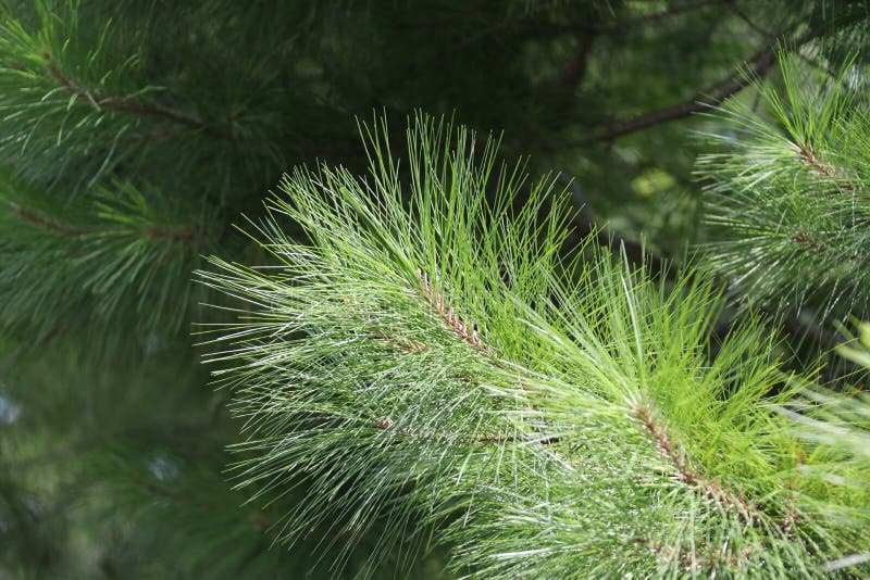 Pine tree crowns stock photo. Image of beautiful, coniferous - 222072482