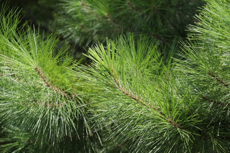 Pine tree crowns stock image. Image of conifer, flora - 222072487