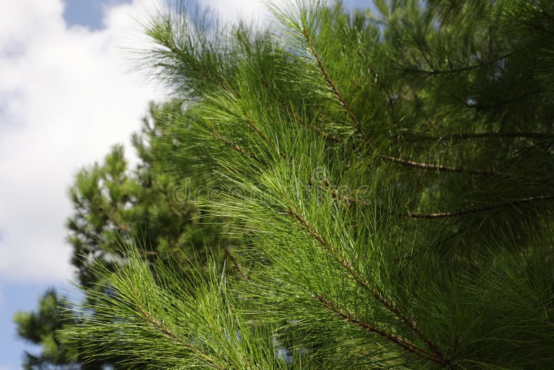 Pine tree crowns stock photo. Image of natural, branches - 222072498