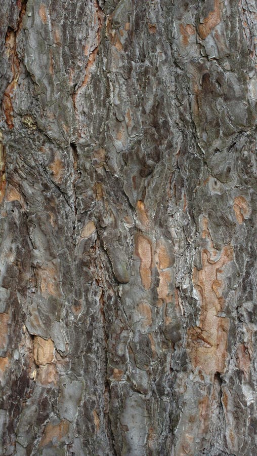 Pine tree crust stock photo. Image of bark, pine, growth - 10507964