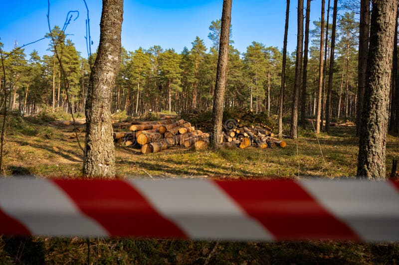 Pine Tree Cut Down Behind Red and White Safety Tape in Forest Stock ...
