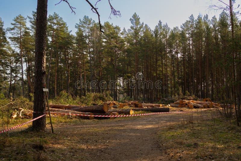 Pine Tree Cut Down Behind Red and White Safety Tape in Forest Stock ...