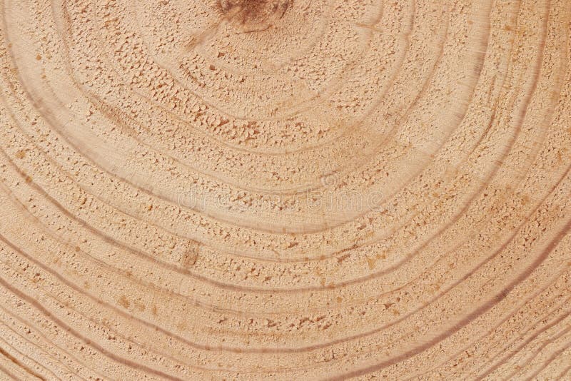 Pine tree cut texture. stock photo. Image of natural - 225757130