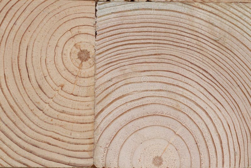 Pine tree cut texture. stock photo. Image of natural - 225757130