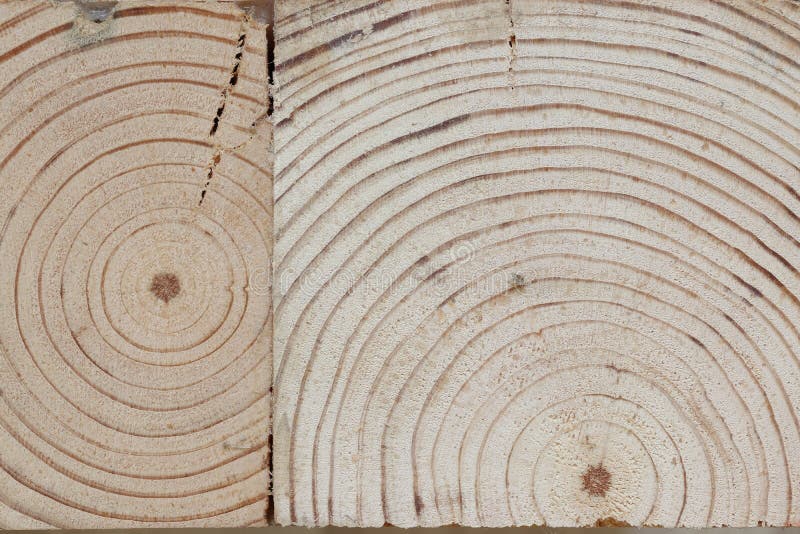 Pine tree cut texture. stock photo. Image of board, nature - 223580194