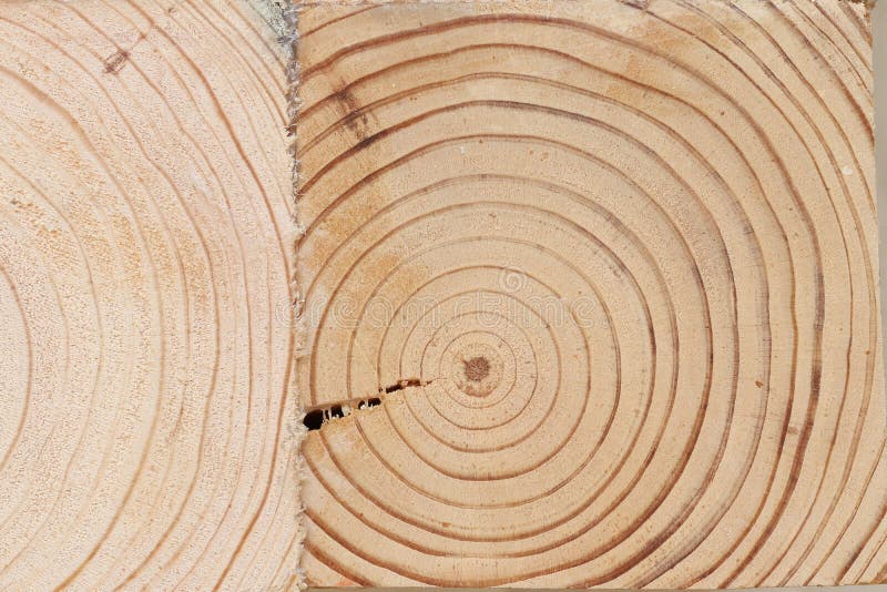 Pine tree cut texture. stock photo. Image of forest - 223580204