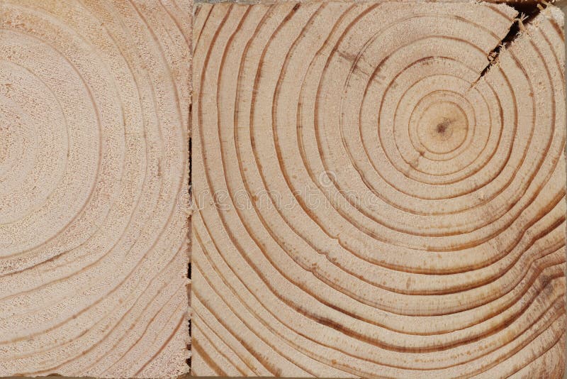 Pine tree cut texture. stock image. Image of lumber - 223580209