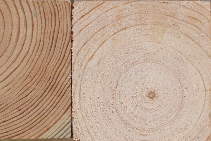 Pine tree cut texture. stock image. Image of circle - 223580221