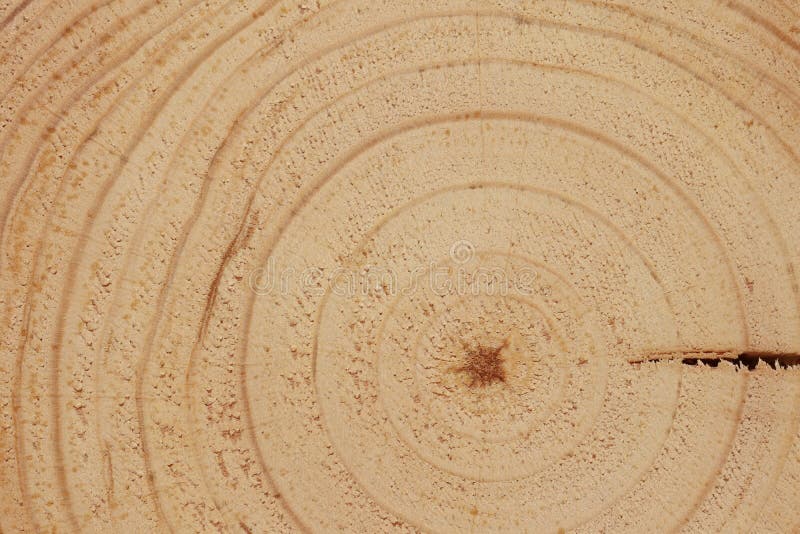 Pine tree cut texture. stock image. Image of striped - 225757109
