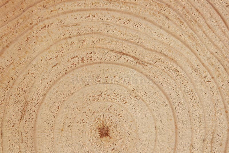 Pine tree cut texture. stock photo. Image of bamboo - 225757118