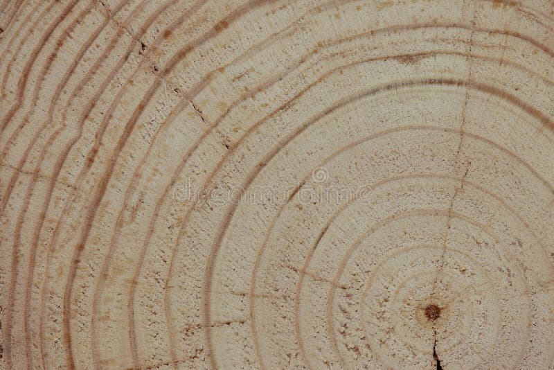 Pine tree cut texture. stock photo. Image of striped - 225757140