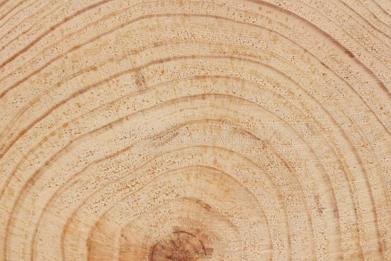 Pine tree cut texture. stock photo. Image of detail - 225757146