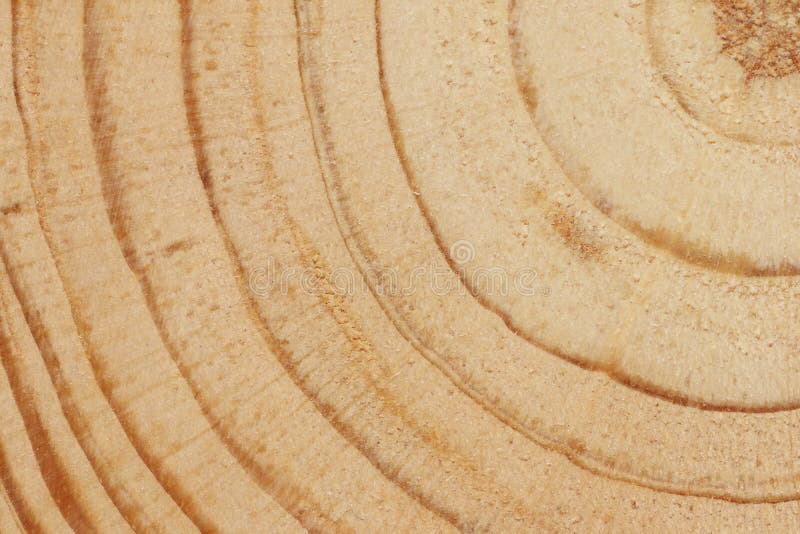 Pine tree cut texture. stock photo. Image of light, growth - 225757472