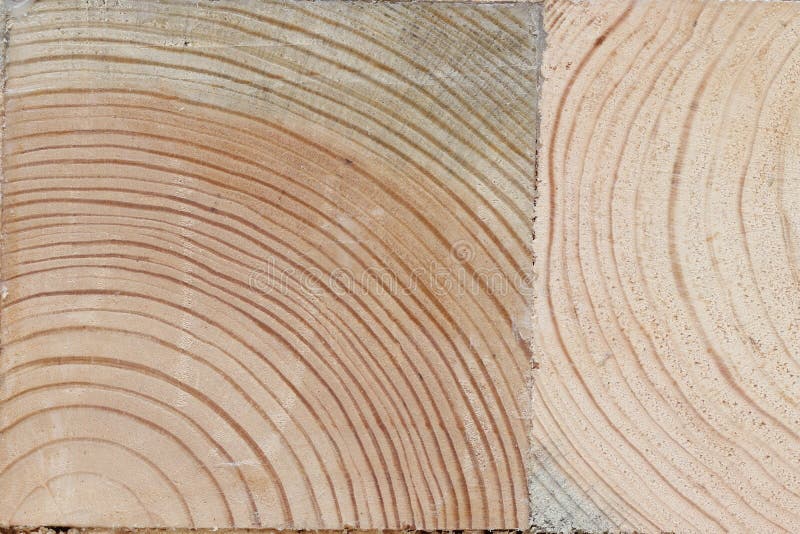 Pine tree cut texture. stock image. Image of grain, material - 223580297
