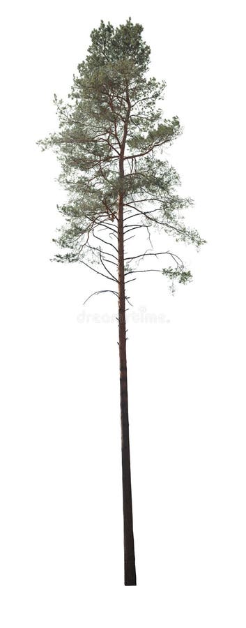 Cutout Spruce Tree Isolated on White Background Stock Image - Image of ...