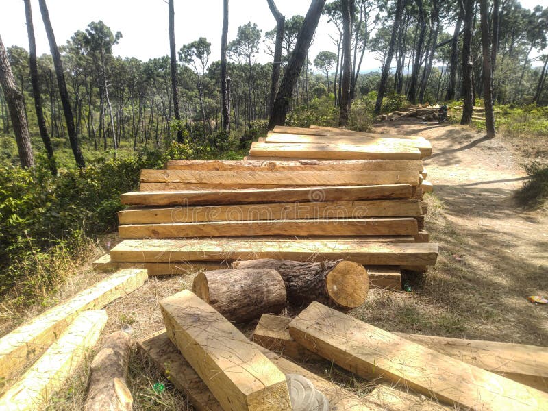 Pine Tree Cutting Process in Forest of Himachal Pradesh India 7 Stock ...