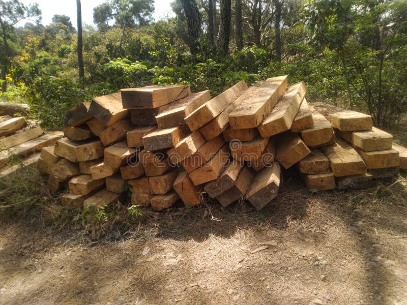 Pine Tree Cutting Process in Forest of Himachal Pradesh India 8 Stock ...