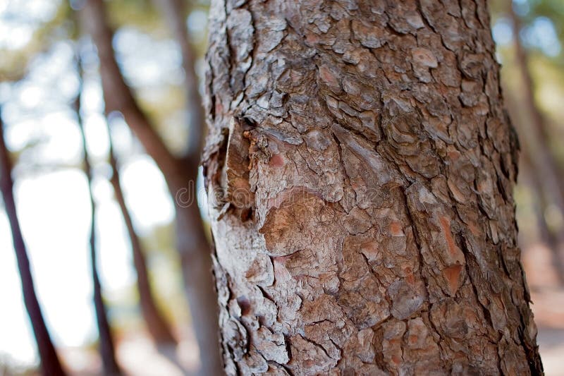 Timberman stock photo. Image of borer, antenna, trees - 8920452