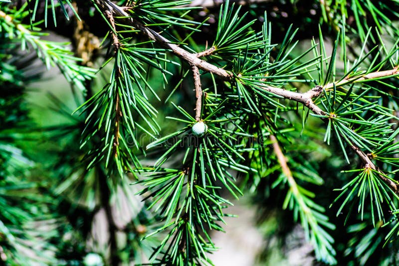 Pine Tree Detail with Soft Focus Background Stock Image - Image of ...