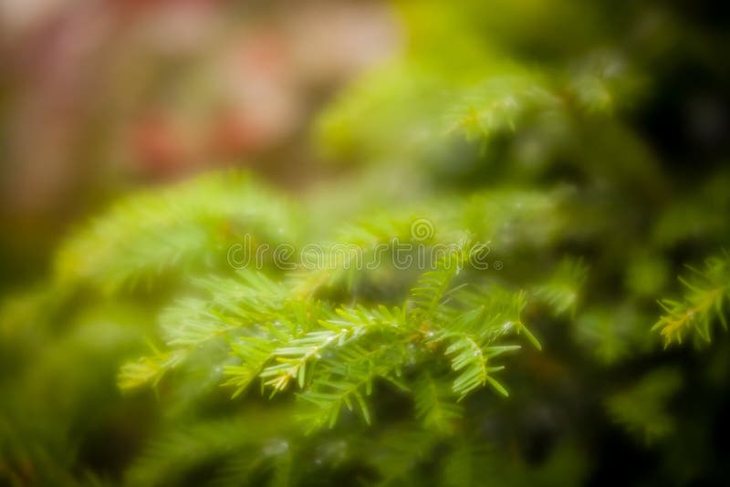 Pine tree detail stock photo. Image of detail, growing - 77085700