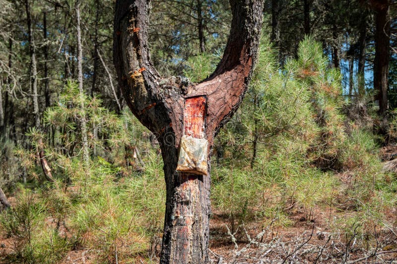 Pine Tree Dripping Resin into the Bag Stock Photo - Image of sculpture ...