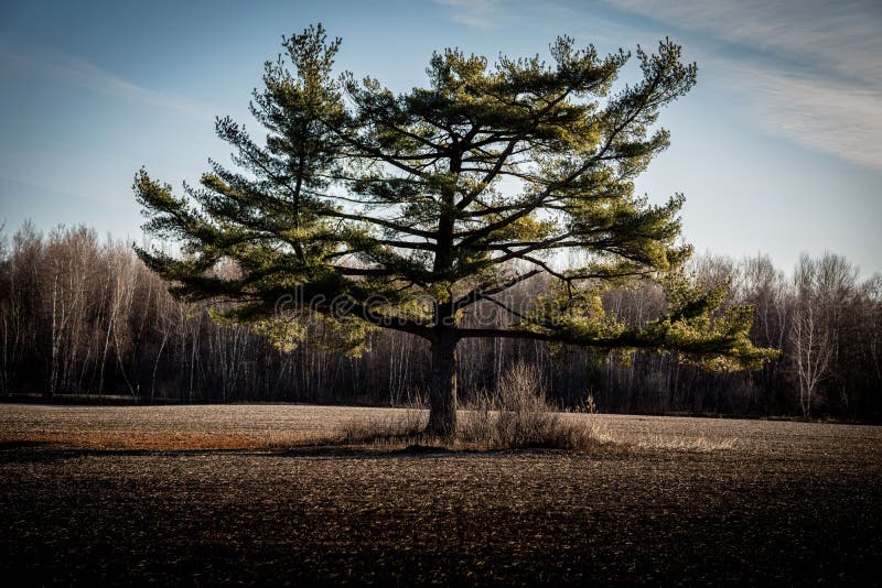 Pine Tree in a Dry Field in a Forest Under the Sun Stock Photo - Image ...