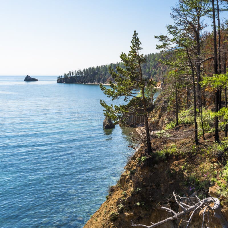 Pine Tree on the Edge of the Cliff Stock Image - Image of tourism ...