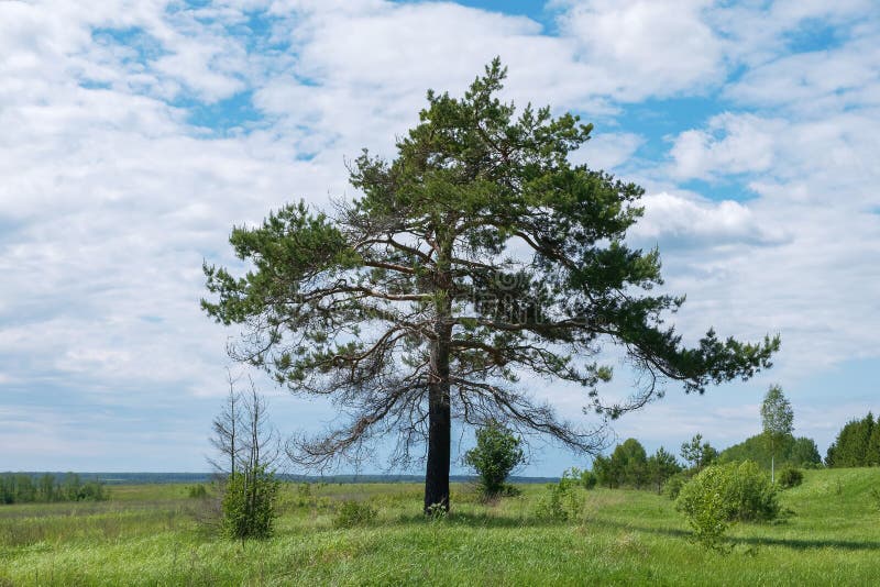 Pine Tree on the Edge of the Field Stock Image - Image of background ...