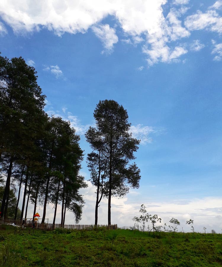 Pine Tree at the Edge of the Forest. Stock Photo - Image of tray ...