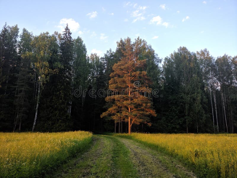 A Pine Tree at the Edge of the Forest is Illuminated by the Setting Sun ...