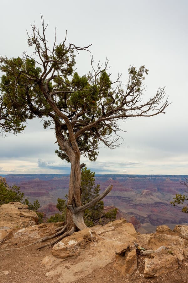 Pine Tree on the Edge of the Grand Canyon Stock Photo - Image of ...