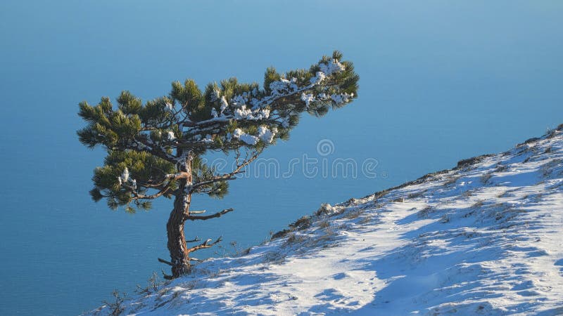 A Pine Tree on the Edge of a Snow-capped Mountain Stock Image - Image ...
