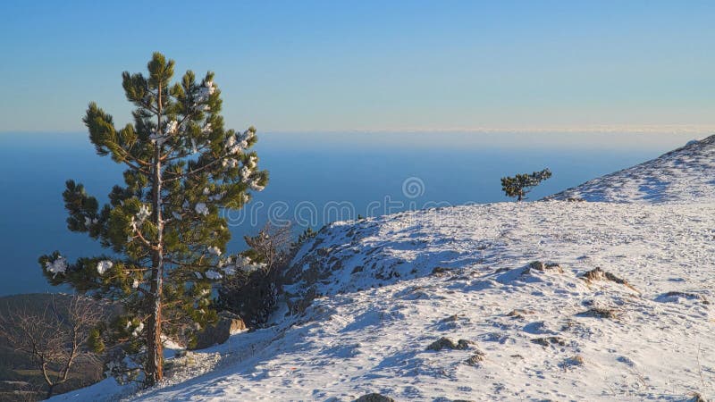 A Pine Tree on the Edge of a Snow-capped Mountain. at the Foot of the ...