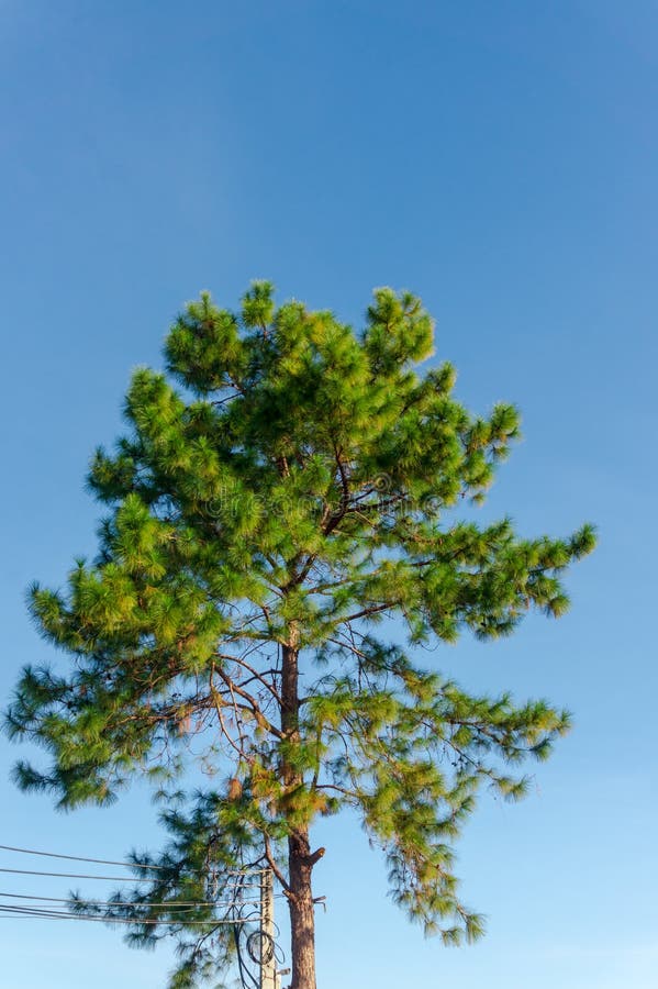 Single of Pine Tree and Blue Sky Stock Photo - Image of natural, spruce ...