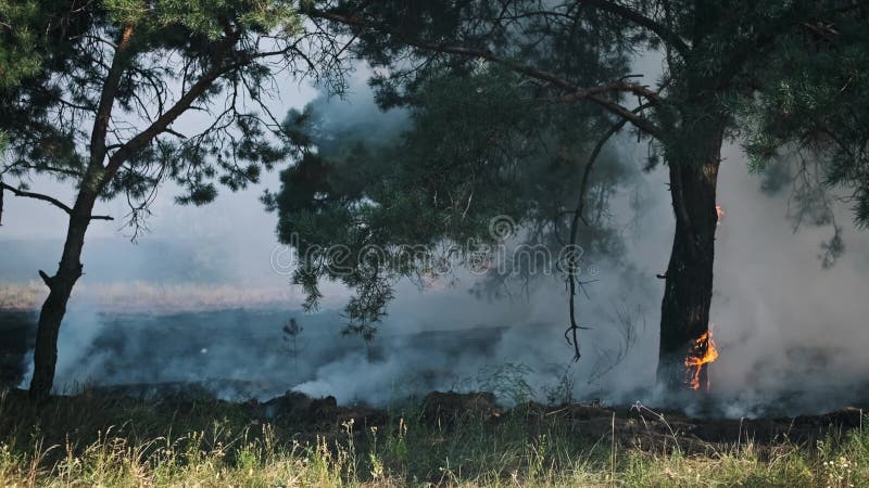 Forest Fire, Burning Pine Tree Stock Video - Video of environment ...
