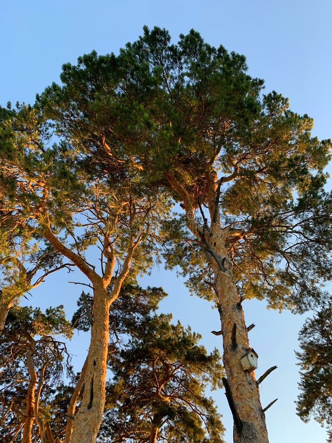 Pine tree in evening light stock photo. Image of scene - 191063148