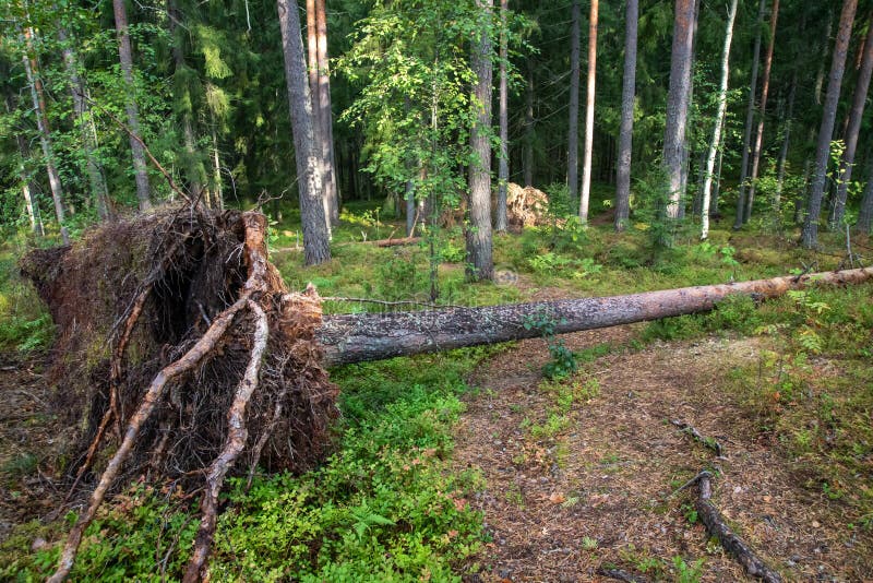Pine Tree Fallen on Pathway in a Forest Stock Photo - Image of ...