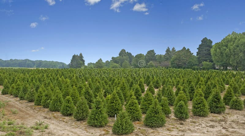 Pine Tree Farm in the Country Stock Photo - Image of environment, rural ...