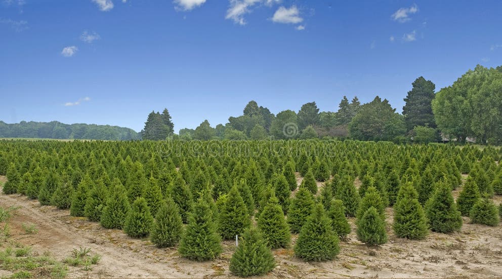 Pine Tree Farm in the Country Stock Photo - Image of environment, rural ...