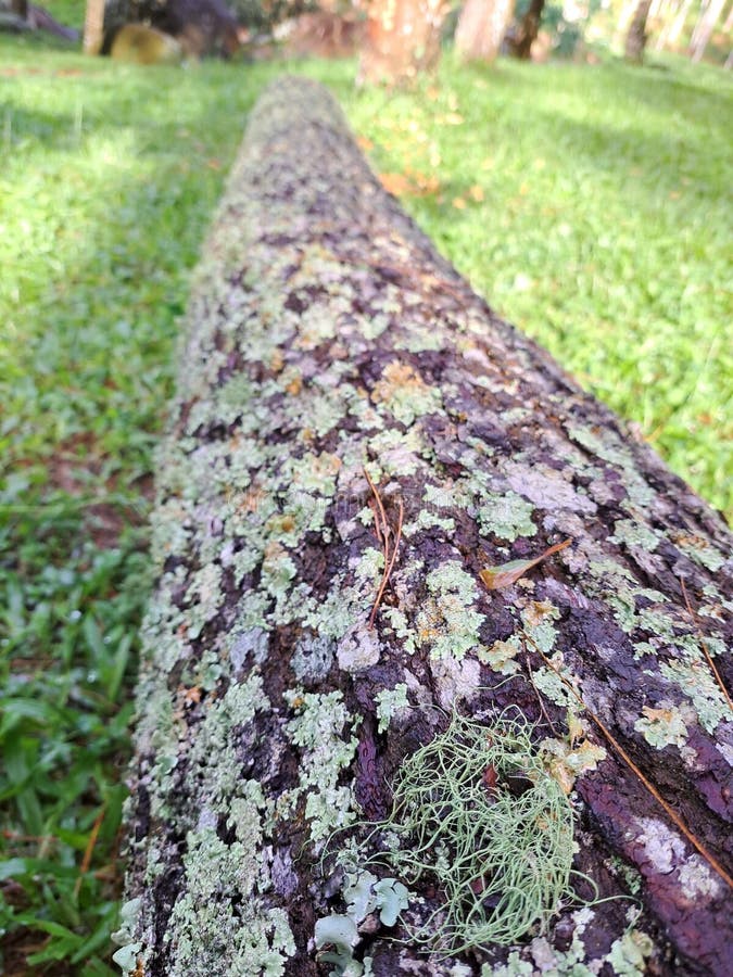 Pine Tree Fell in the Woods Stock Photo - Image of fell, tree: 358758664
