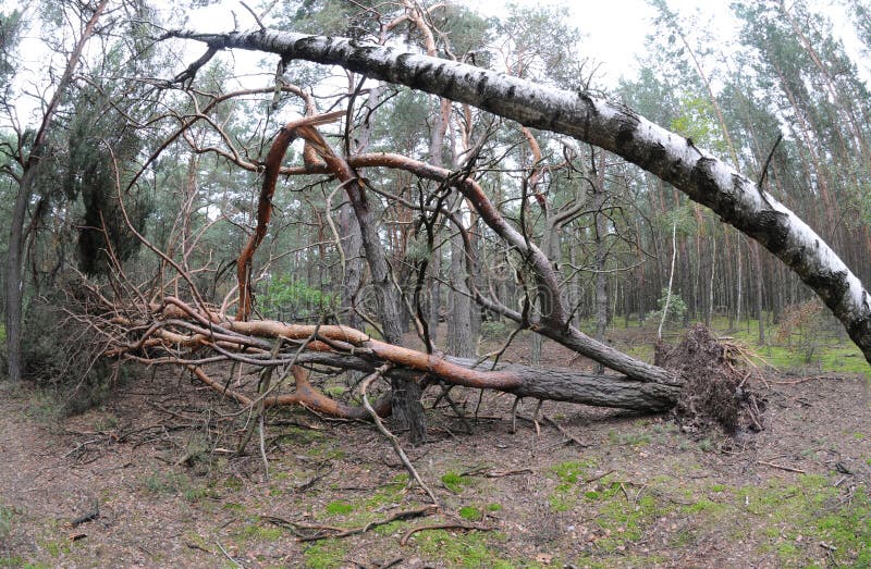 Storm Damage stock photo. Image of killed, tree, jeanne - 470332